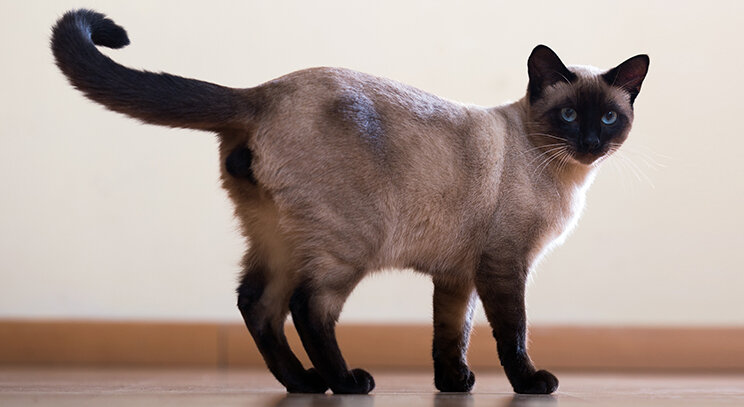 Kot syjamski - wszystkie informacje i opis rasy